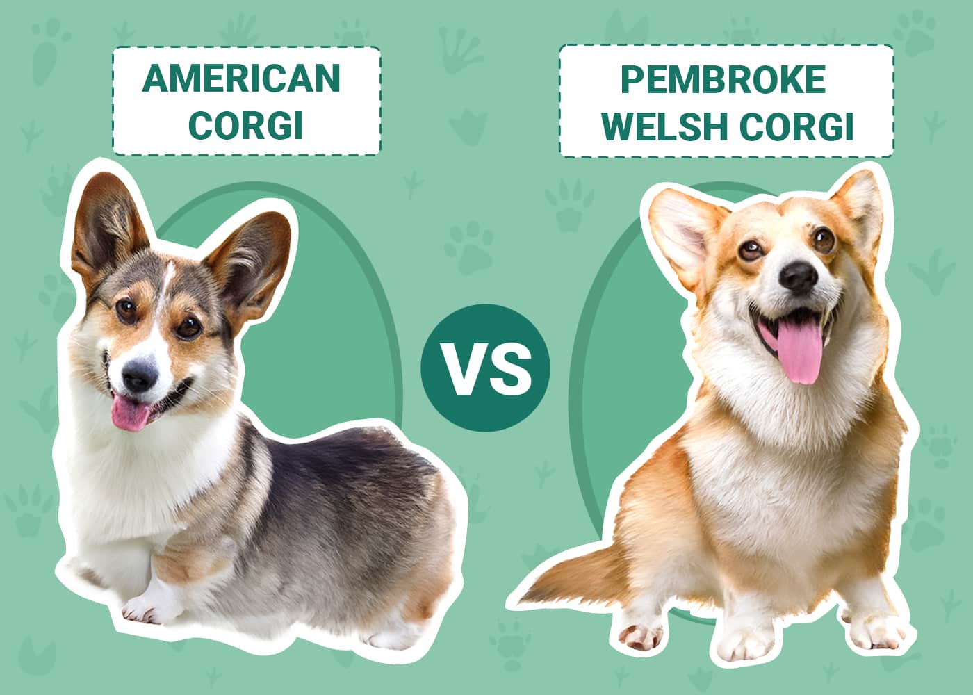 American Corgi vs Pembroke Welsh Corgi: How to Tell Them Apart – Dogster