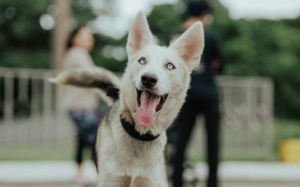 Dog Communication & Body Language: 50+ Vet-Verified Signs to Understand ...