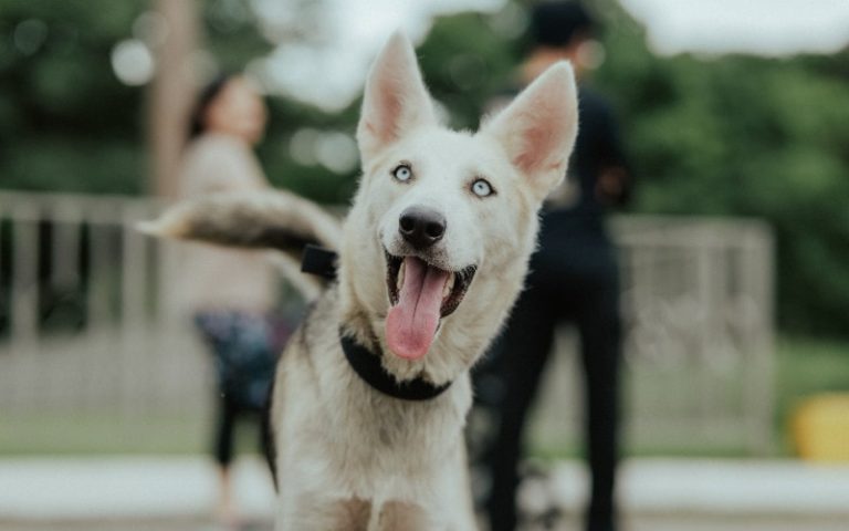 Dog Communication & Body Language: 50+ Vet-Verified Signs to Understand ...