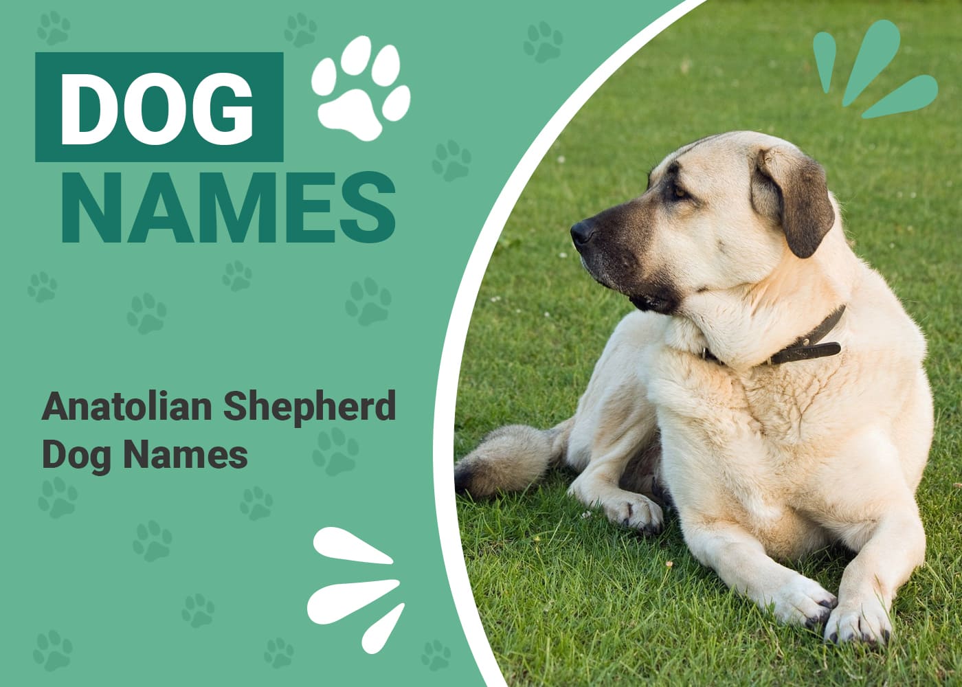 204 Popular & Unique Anatolian Shepherd Dog Names – Dogster
