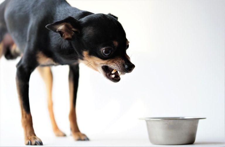 Why Does My Dog Bark at His Food? 10 Vet-Approved Reasons & What to Do ...
