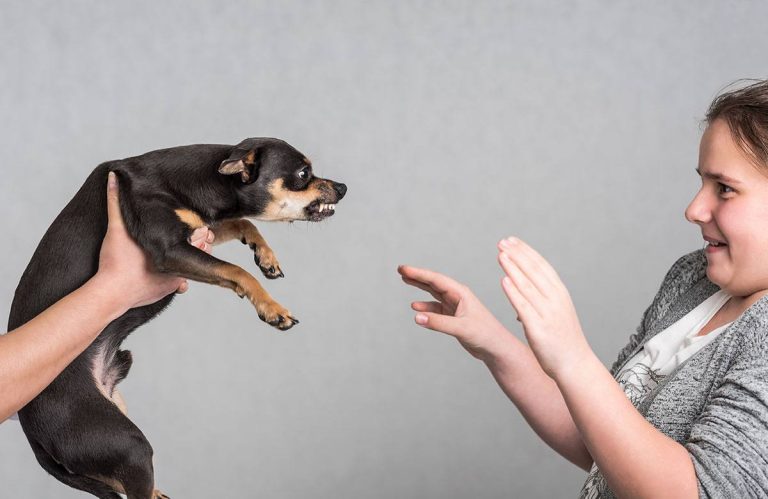 15 Dog Bite Statistics in 2026: Breeds, Incidences & Deaths – Dogster