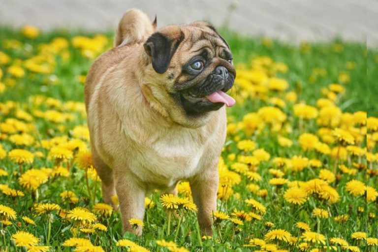 Apricot Pug: Info, Pictures, History & Origin – Dogster