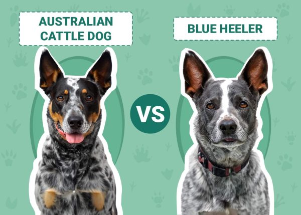 Australian Cattle Dog vs Blue Heeler: The Key Differences (With Pictures) – Dogster