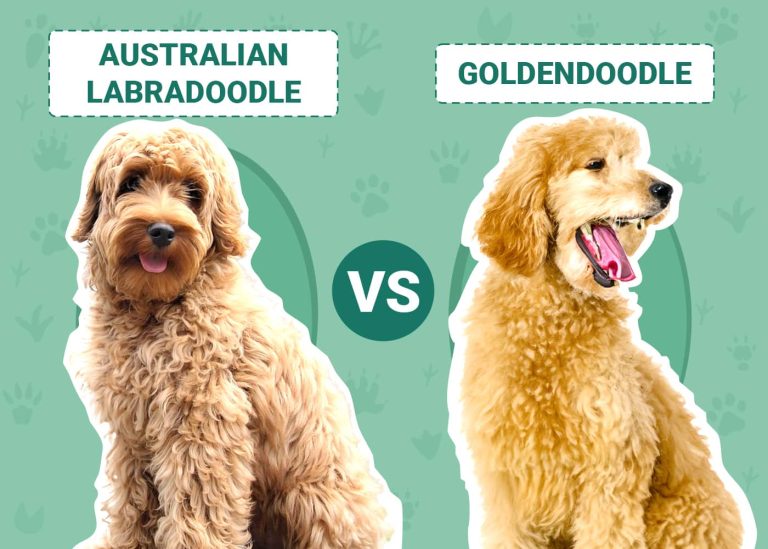 Australian Labradoodle vs Goldendoodle: The Differences (With Pictures ...
