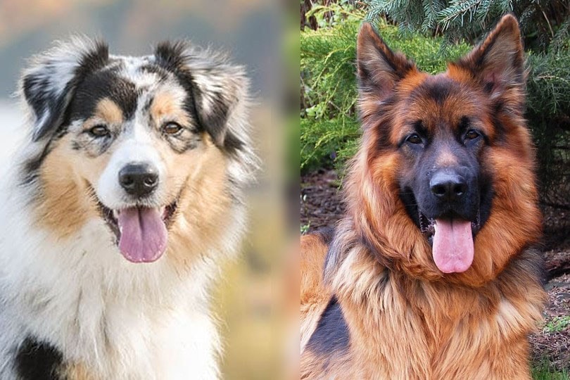 Australian Shepherd vs German Shepherd: The Differences (With Pictures ...