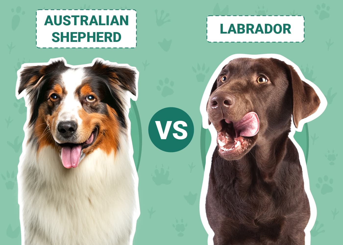 Australian Shepherd vs. Labrador: Breed Comparison (With Pictures ...