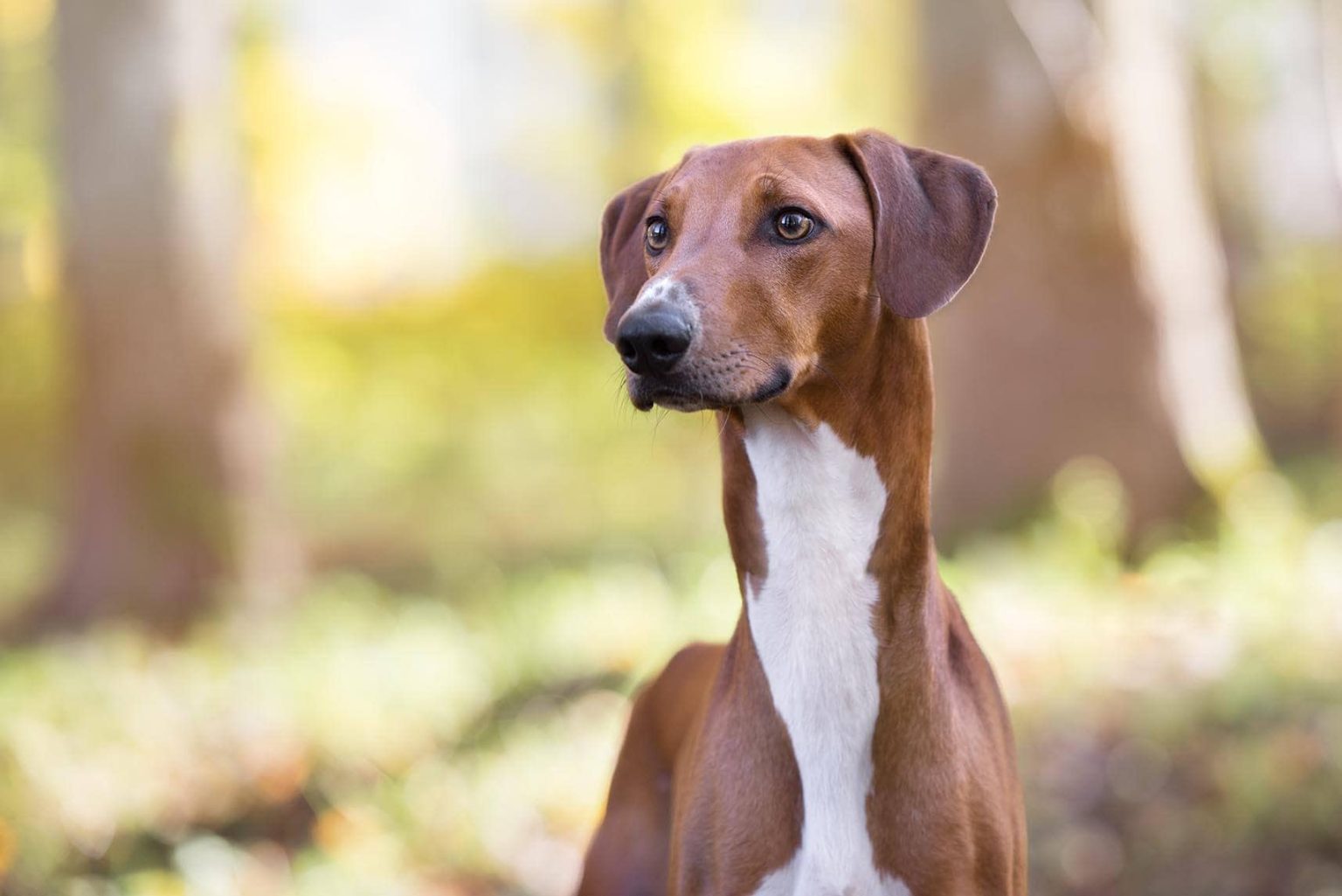 Azawakh Dog Breed: Info, Pictures, Facts, & Traits – Dogster
