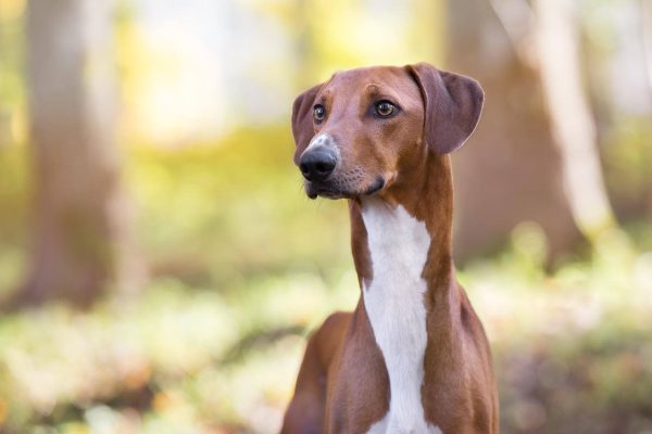 Azawakh Dog Breed: Info, Pictures, Facts, & Traits – Dogster