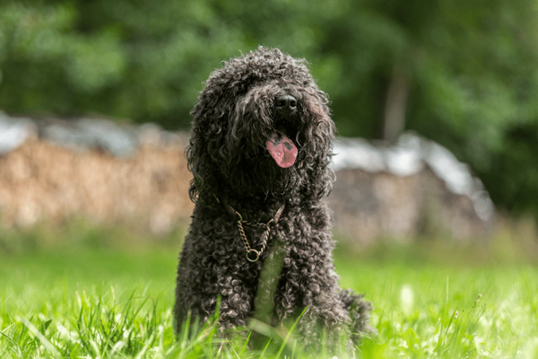 Barbet Dog Breed: Info, Pictures, Facts & Traits – Dogster