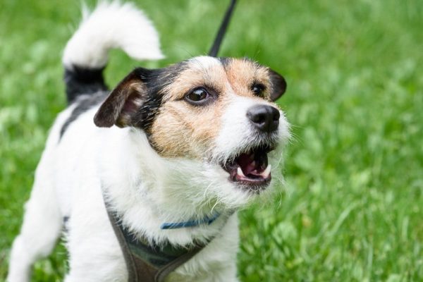 Why Is My Dog Barking? 8 Reasons & How to Stop It – Dogster
