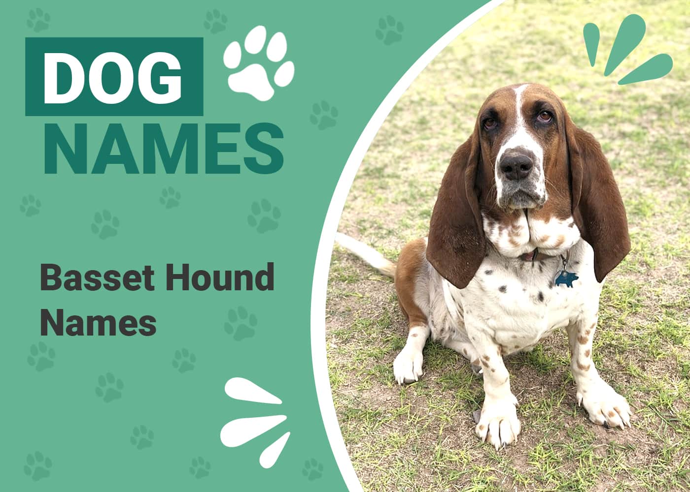 150+ Basset Hound Names: Unique & Fun Options – Dogster