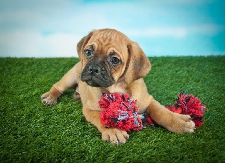 Beabull (Beagle & English Bulldog Mix): Info, Pictures & Care – Dogster