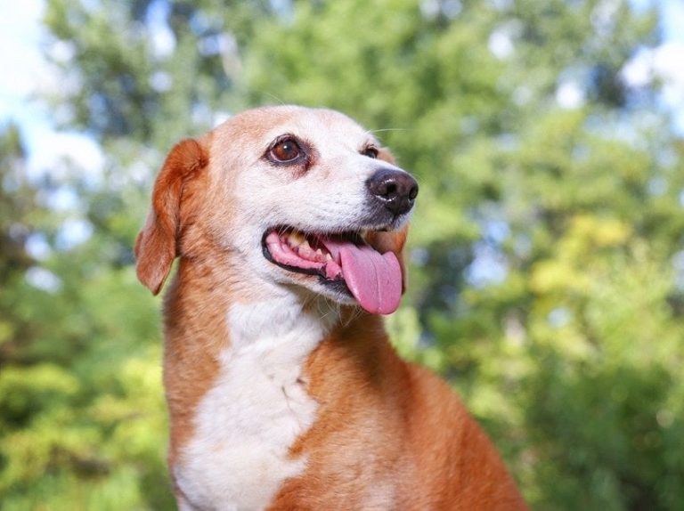 Bagle Hound (Beagle & Basset Hound Mix) Dog Breed: Info, Pictures ...