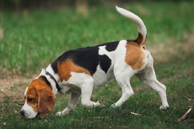 How & What Do Beagles Hunt? 3 Common Types of Prey – Dogster