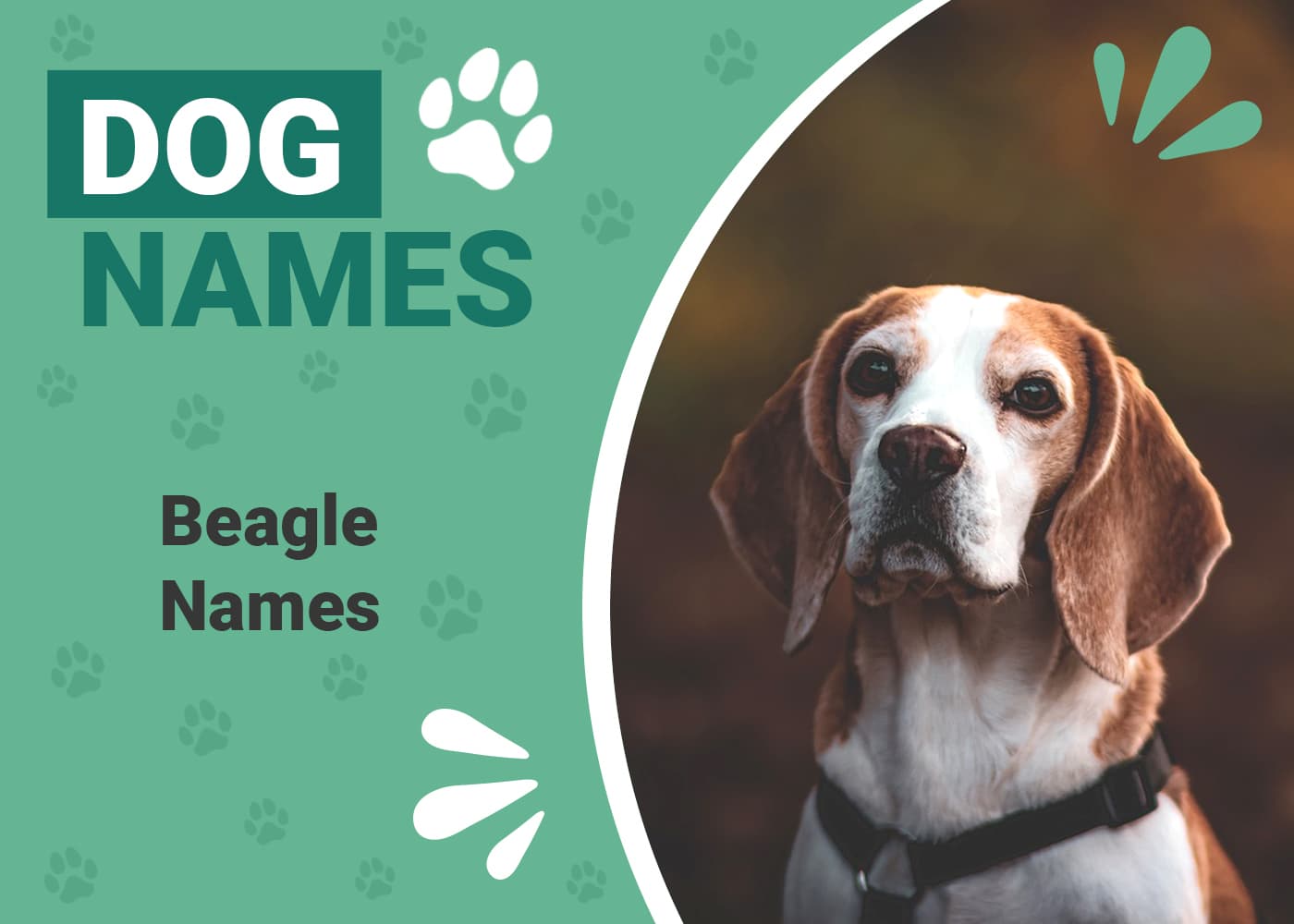 200+ Beagle Names: Cute and Popular Ideas For Your Dog in 2025 – Dogster
