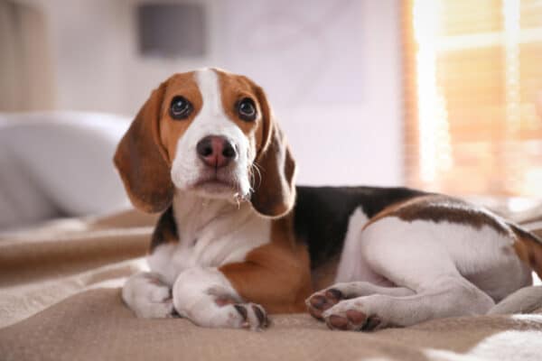 How Long Can a Puppy Be Left Alone? Vet-Approved Care Facts – Dogster