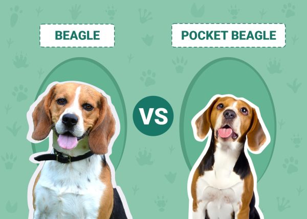 Beagle vs Pocket Beagle: Key Differences (With Pictures) – Dogster