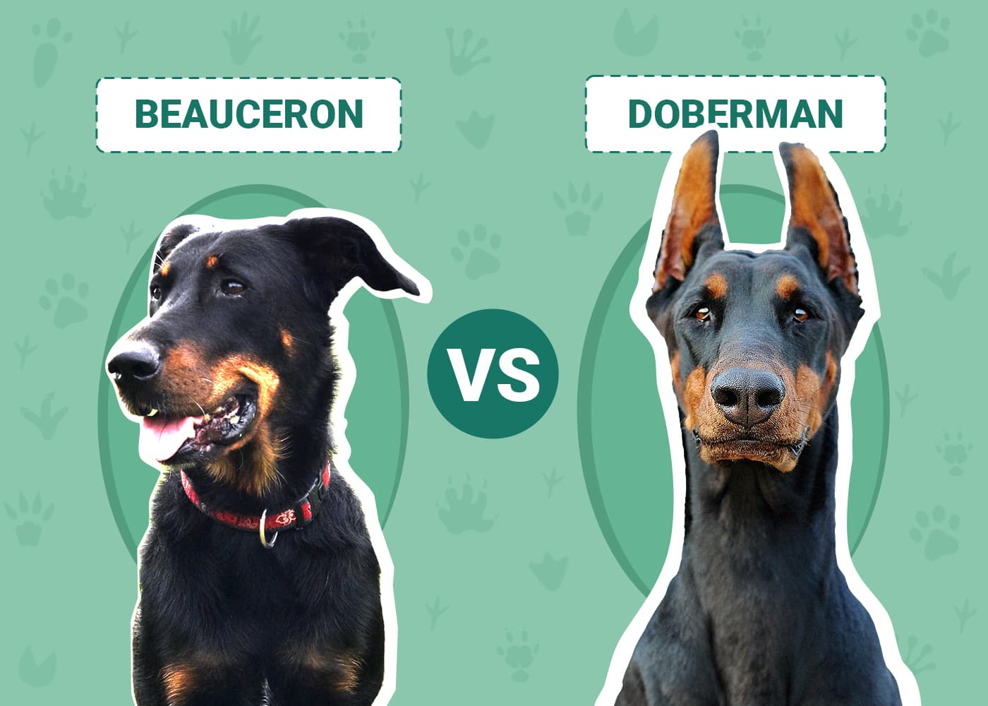 Beauceron vs Doberman: The Differences (With Pictures) – Dogster