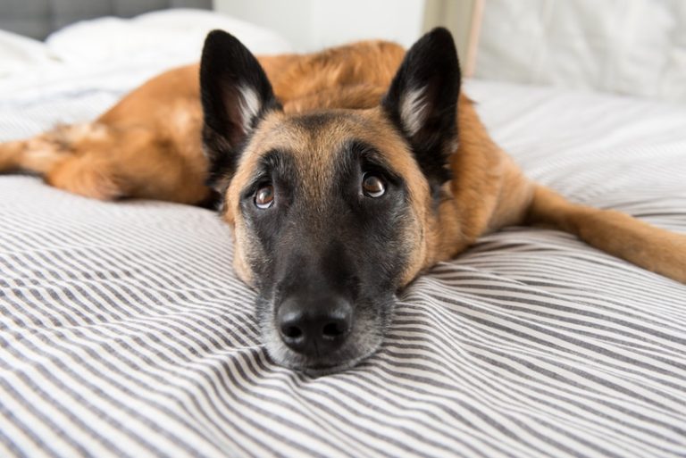 9 Belgian Dog Breeds: Info, Pictures & History – Dogster