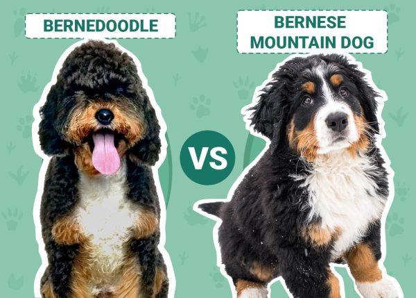 Bernedoodle vs Bernese Mountain Dog: Main Differences (With Pictures ...