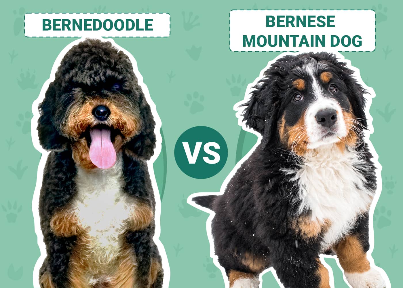 Bernedoodle vs Bernese Mountain Dog: Main Differences (With Pictures ...