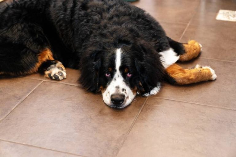 8 Bernese Mountain Dog Health Problems to Watch For: Vet Approved Facts ...