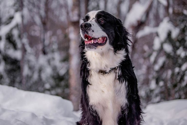 Berniefie (Bernese Mountain Dog Newfoundland Mix): Info, Pictures ...