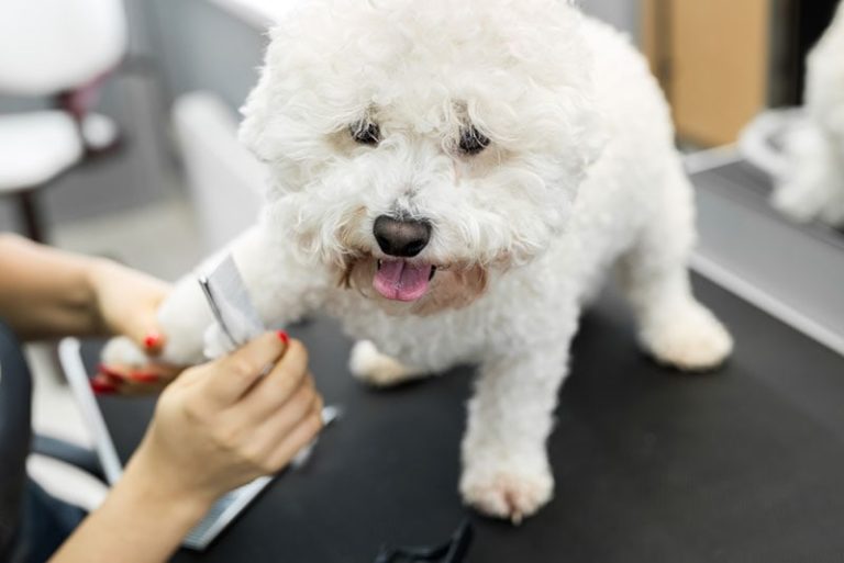 12 Bichon Frise Grooming Tips: Bathing, Hair Cuts & Teeth – Dogster
