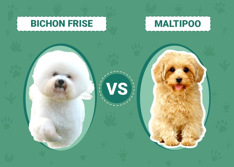Bichon Frise vs. Maltipoo: The Differences (With Pictures) – Dogster