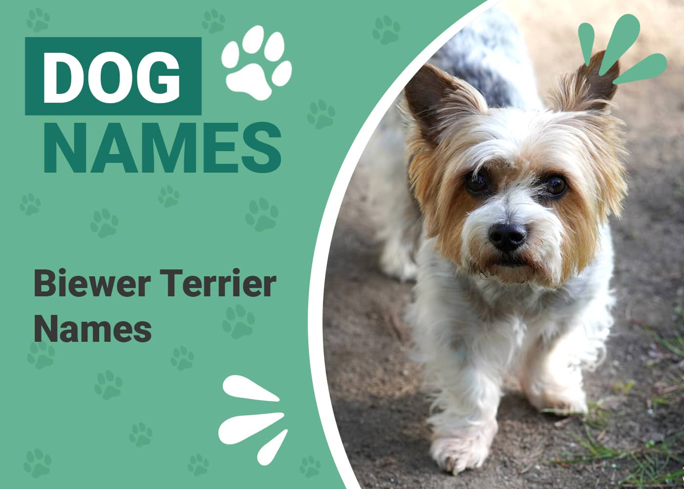 165 Popular & Unique Biewer Terrier Names: Ideas for Petite and Sweet ...