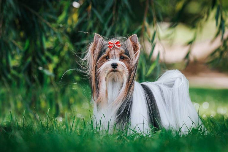 6 Types of Yorkie Dog Breeds (With Info & Pictures) – Dogster