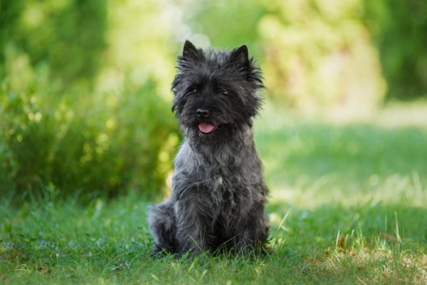 Cairn Terrier Dog Breed: Info, Pictures, Traits & Care – Dogster