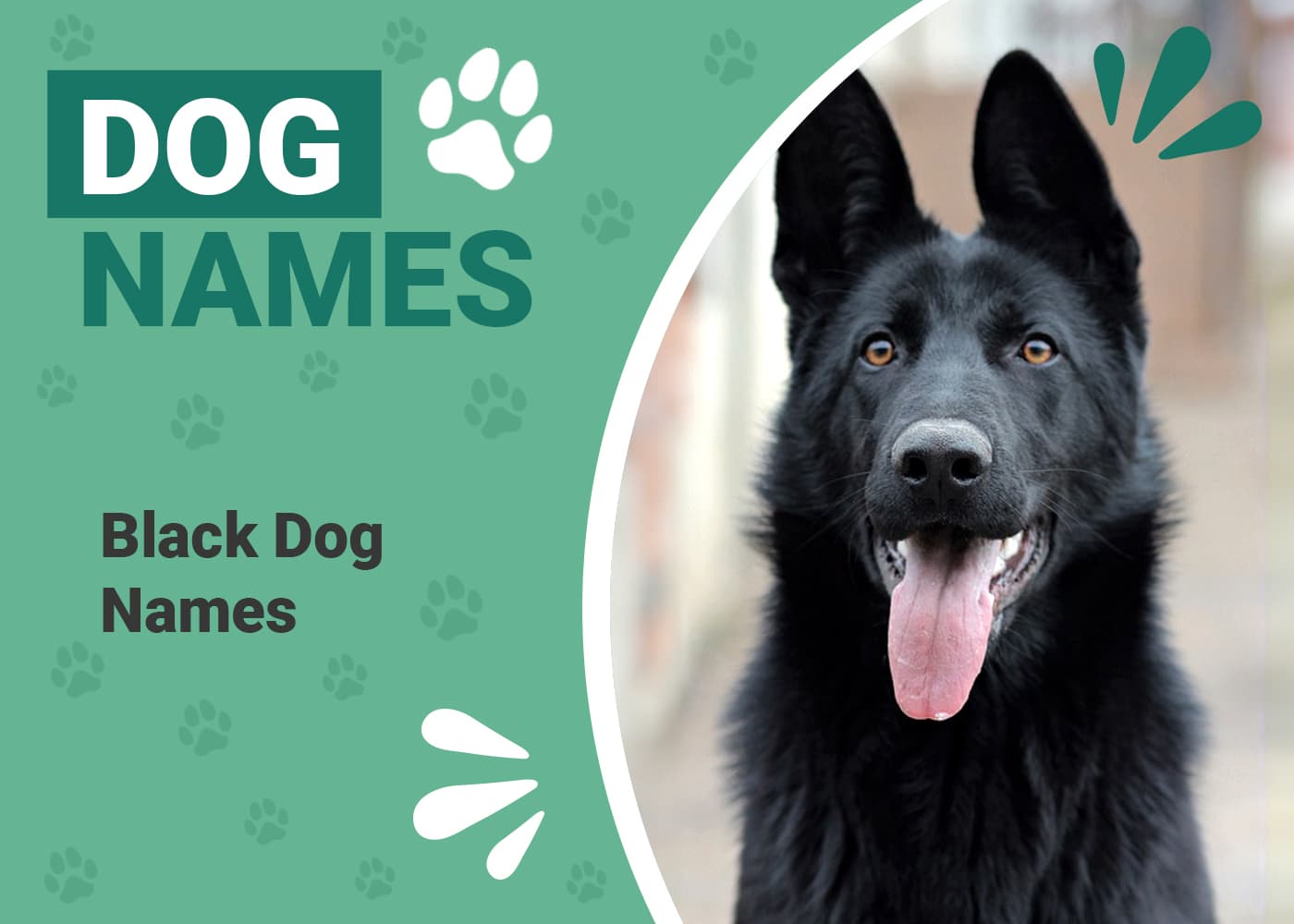 Black dog names store
