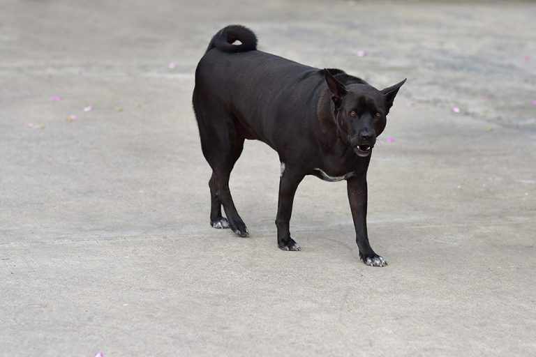 16 Dog Facial Expressions & What They Mean (With Pictures) – Dogster