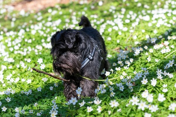 10 Beautiful Miniature Schnauzer Colors (With Info & Pictures) – Dogster