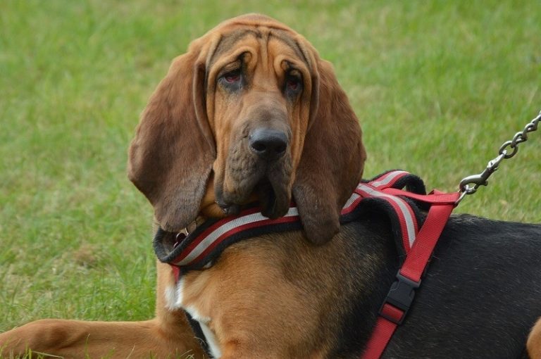 How Good Is a Bloodhound's Sense of Smell? Vet-Verified Facts & FAQ ...