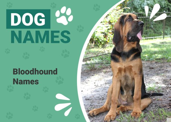 150+ Bloodhound Names That Are Brilliant and Unique – Dogster