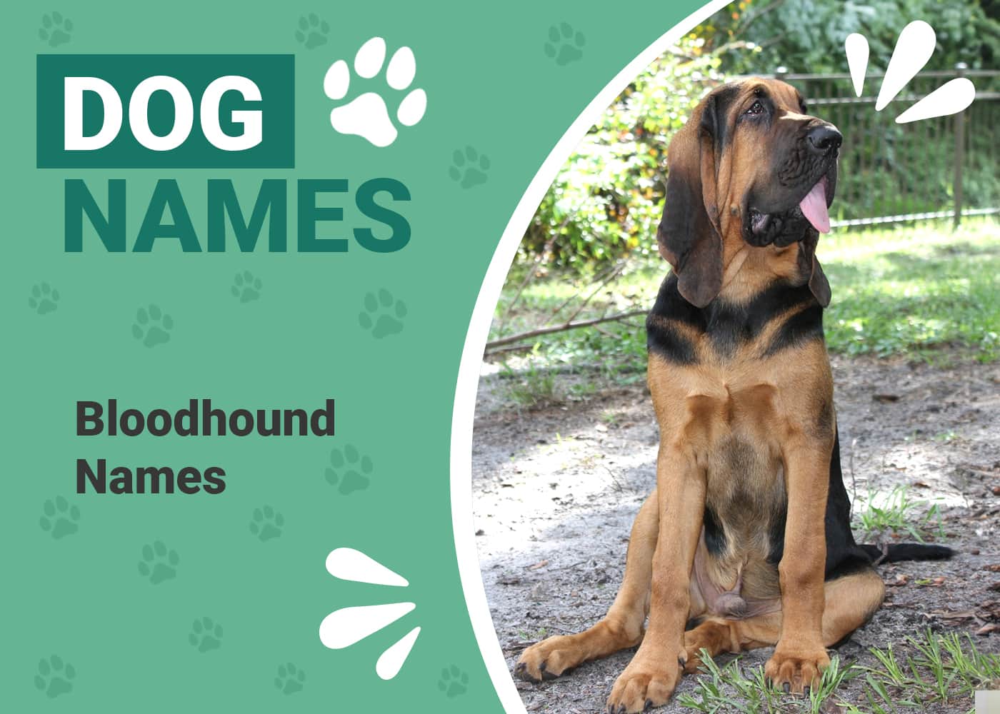 150+ Bloodhound Names That Are Brilliant and Unique – Dogster