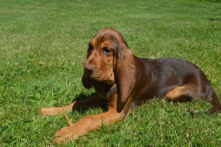 12 Bloodhound Pros & Cons: What to Know Before You Get One – Dogster