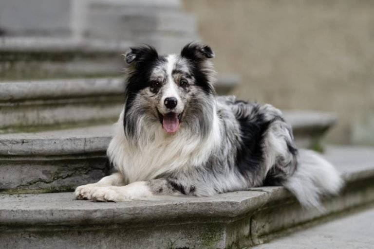 12 Games Border Collies Love: Fun Activities You Can Do Today – Dogster