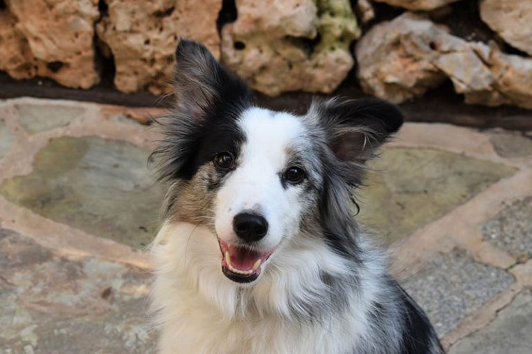 Mini Border Collie Dog Breed: Info, Pictures, Care Guide & More – Dogster