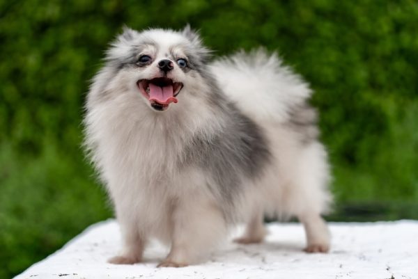 Merle Pomeranian: Facts, Origin & History (With Pictures) – Dogster