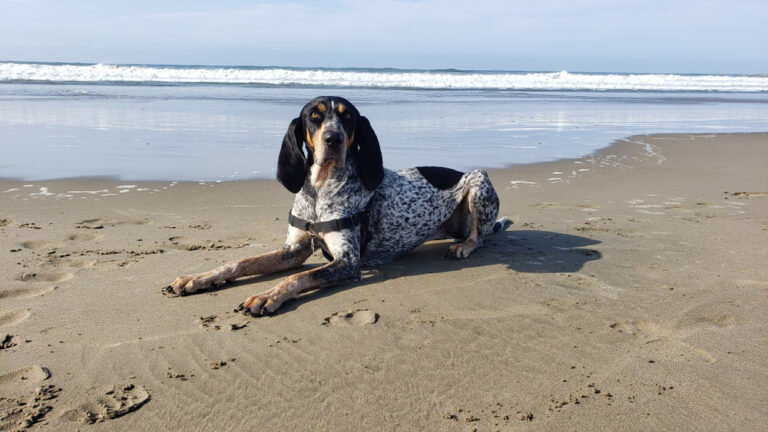 15 Classic Hound Dog Breeds (With Info & Pictures) – Dogster