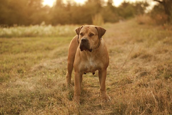 Boerboel Dog Breed: Info, Pictures, Care & Traits – Dogster