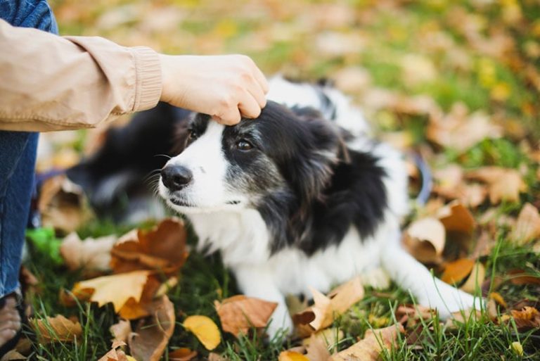 Do Dogs Know Their Name? Explained By Science – Dogster