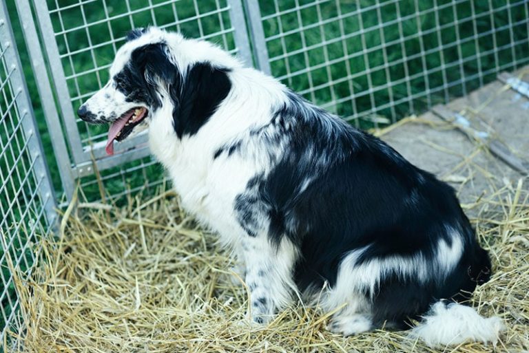 What Crate Size Does a Border Collie Need? Facts & FAQs – Dogster