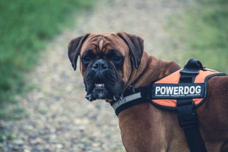 How Is a Drug Detection Dog Trained? Types of Training, Pros & Cons ...