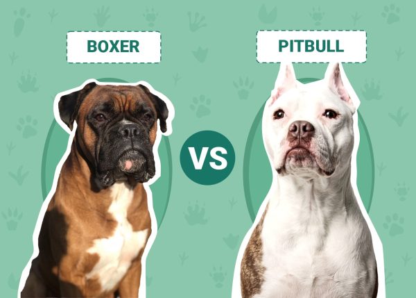 Boxer vs Pitbull: The Differences (With Pictures) – Dogster