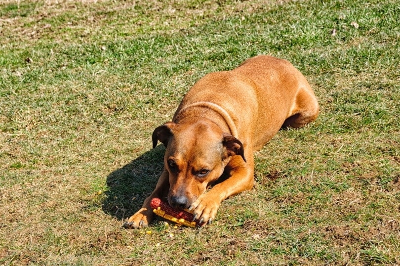 Boxweiler (Rottweiler Boxer Mix) Dog Breed: Info, Pictures, Care Guide ...